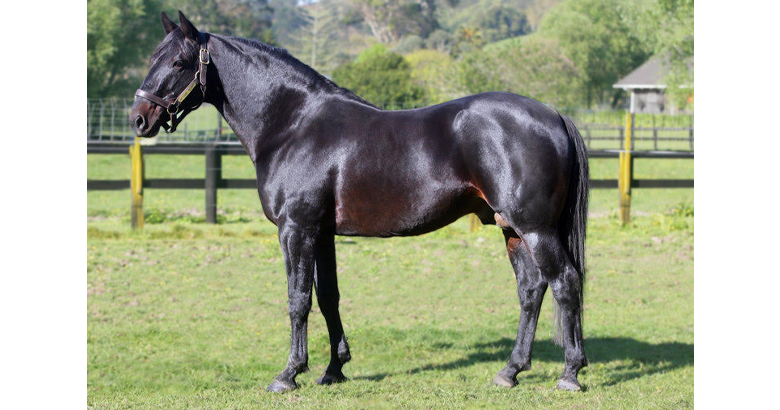 Be A Part Of The Greatest Stallion Sale In The History Of The Sport ...