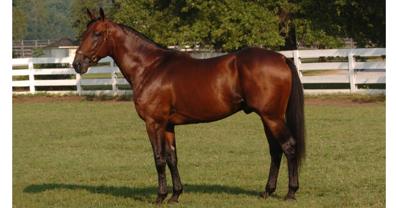 Magnificent superstars of our sport - Harnessbred
